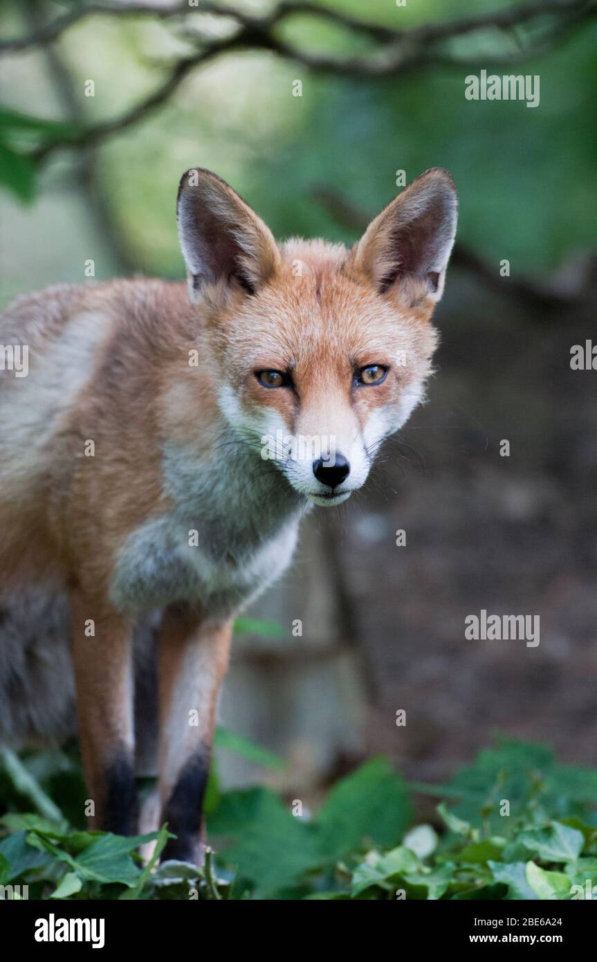 Red Fox, Vulpes vulpes, portrait of head and shoulders, London, United ...