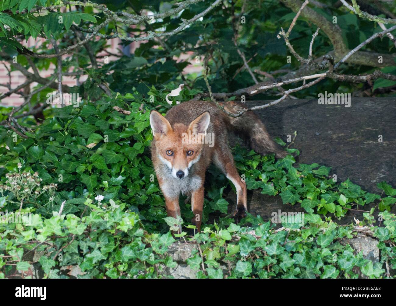 Adult Red Fox, Vulpes vulpes, on shed roof in suburban garden, London ...
