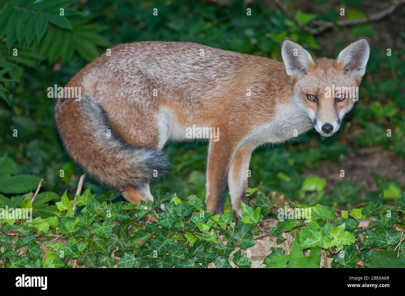 Fox standing on fence hi-res stock photography and images - Alamy