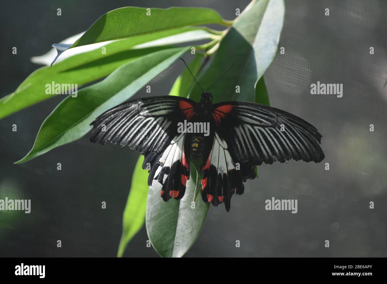Beautiful butterfly with wings spread wide open Stock Photo - Alamy