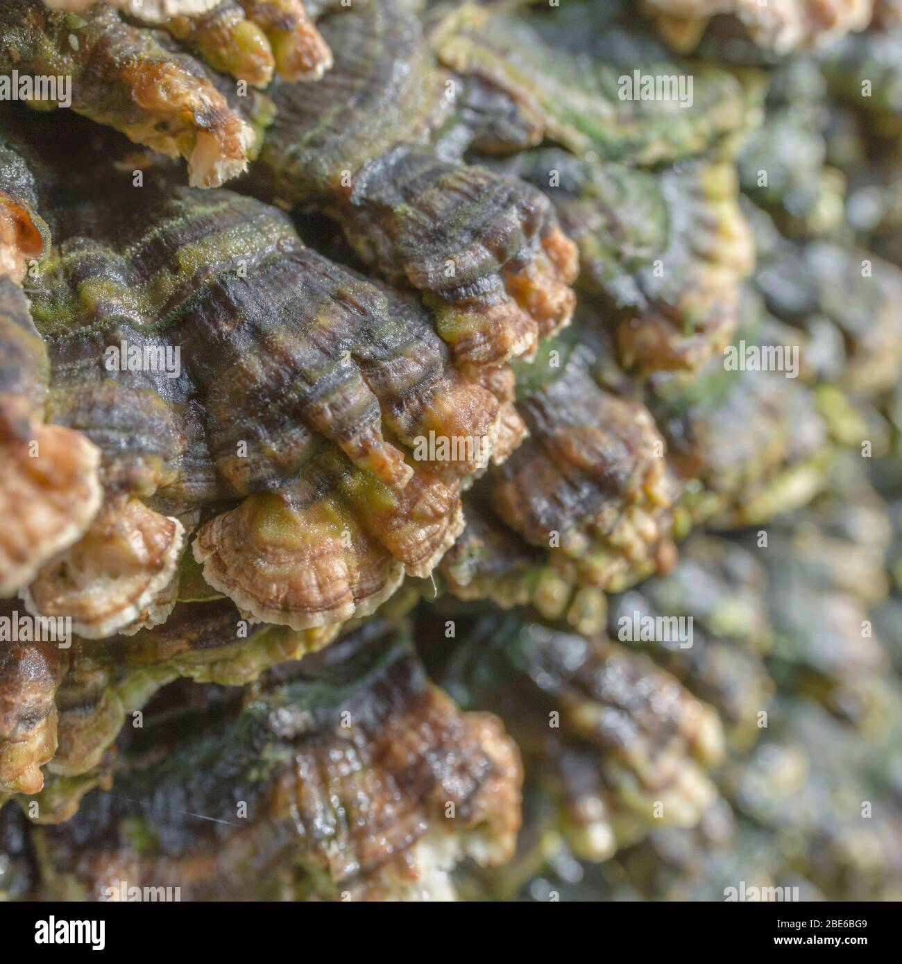 Young polypore bracket fungus Coriolus versicolor / Trametes versicolor ...