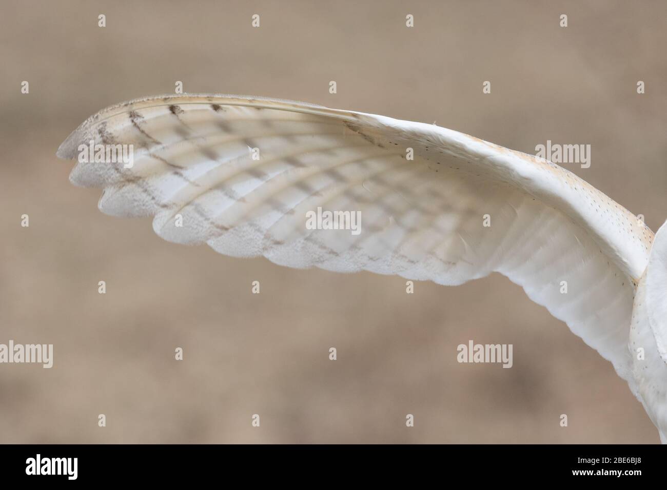 The outstretched wing of a barn owl Stock Photo - Alamy