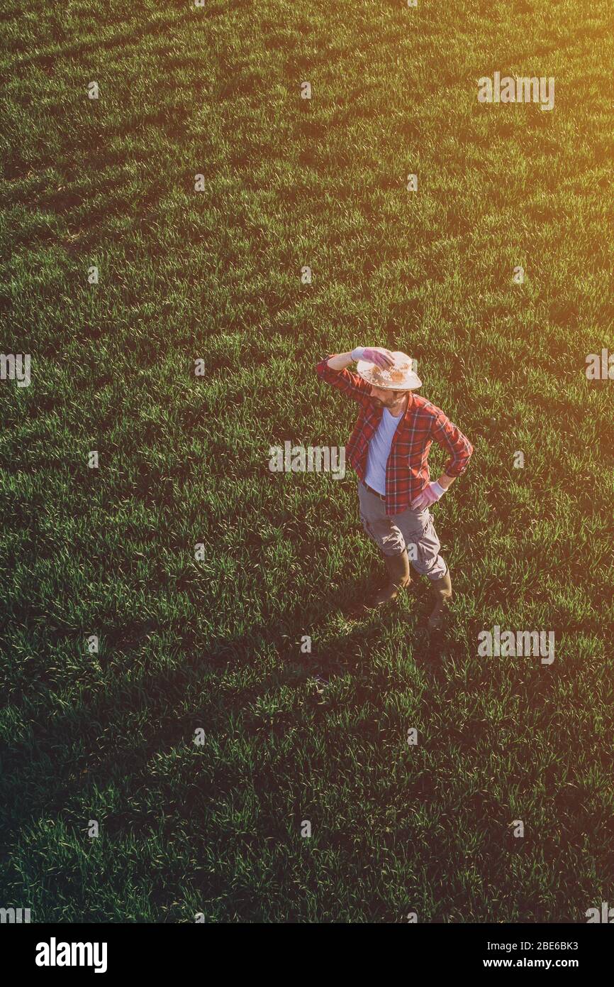 Wheat farmer standing and looking over wheatgrass field, aerial view of ...
