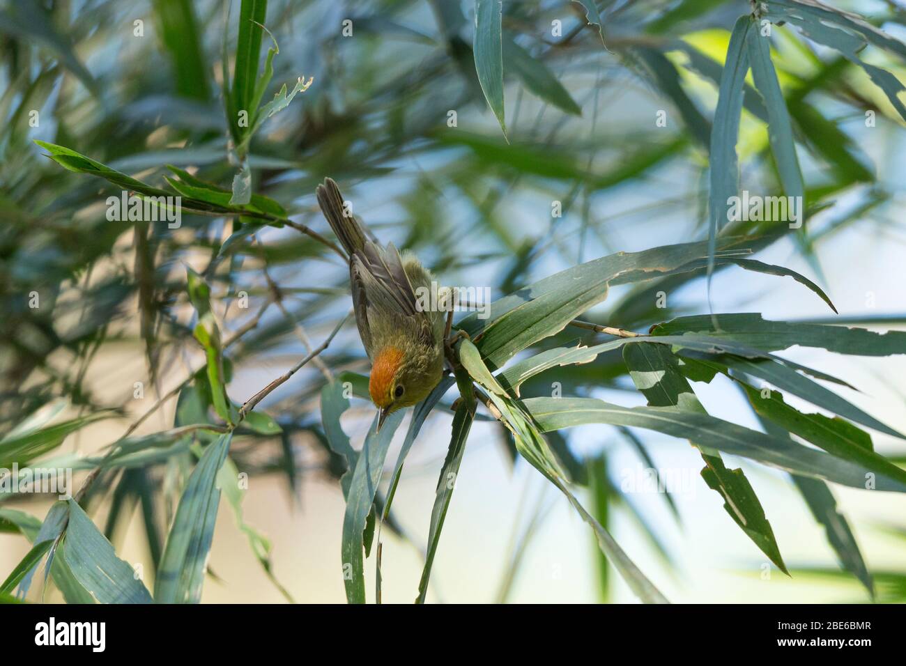 Stachyridopsis ruficeps hi-res stock photography and images - Alamy