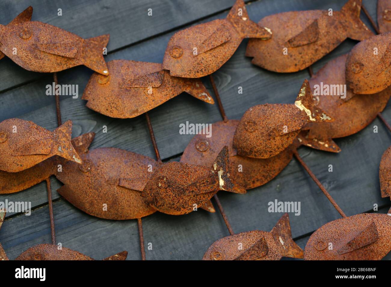 Rusty metal fish are seen on a black wood building. Credit: James ...
