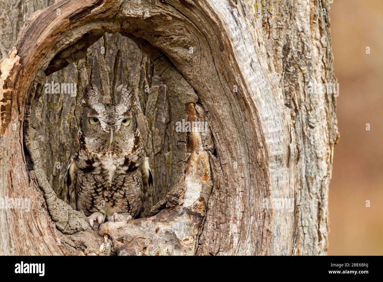 A grey Eastern screech owl camouflaged in a tree trunk Stock Photo - Alamy