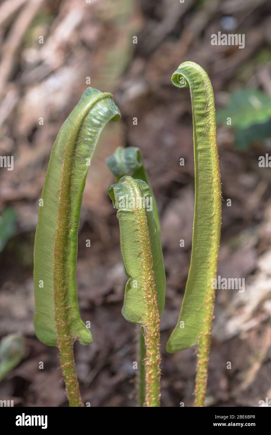 Lengua visible hi-res stock photography and images - Alamy