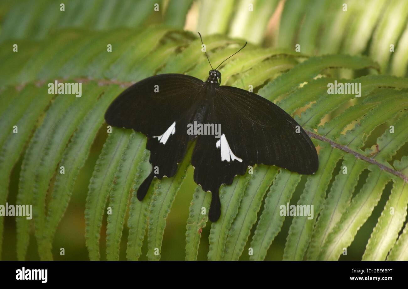 Black swallowtail butterfly with wings wide open Stock Photo - Alamy