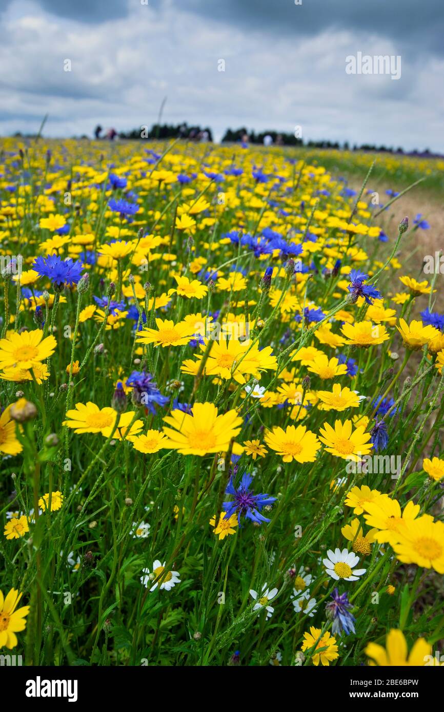 Field spring flowers uk colourful hi-res stock photography and images ...