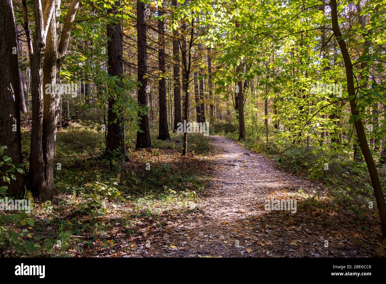 Pyynikki forest hi-res stock photography and images - Alamy