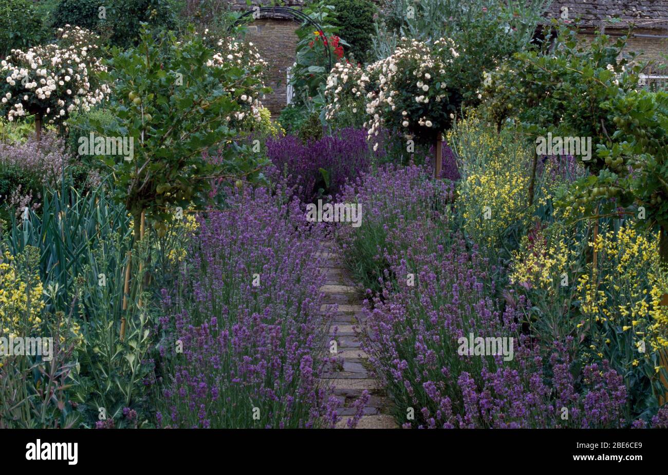 Narrow stone path with lavender hedges and white standard roses Stock ...