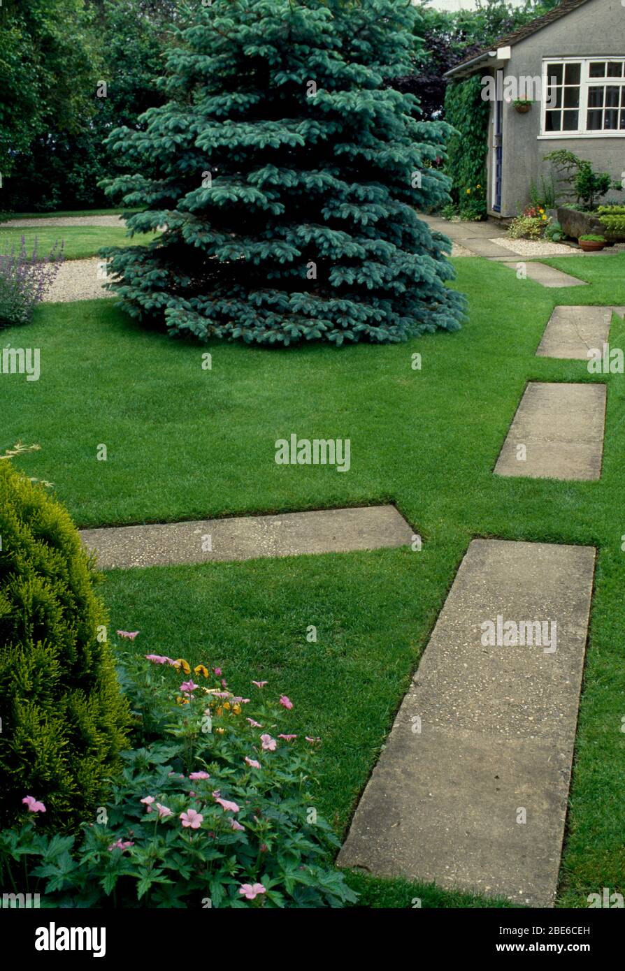 Concrete paving slabs across lawn with conifer tree Stock Photo - Alamy