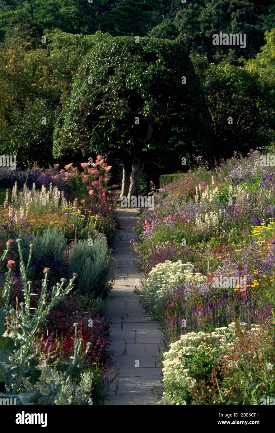 Tree as focal point at end of path through summer borders Stock Photo ...
