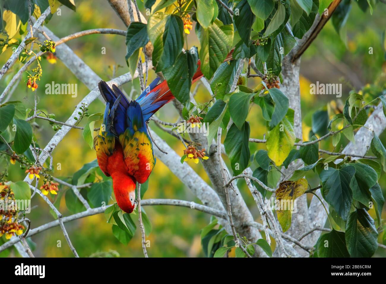 Scarlet macaw (Ara macao) eating fruit in a tree, Costa Rica Stock ...