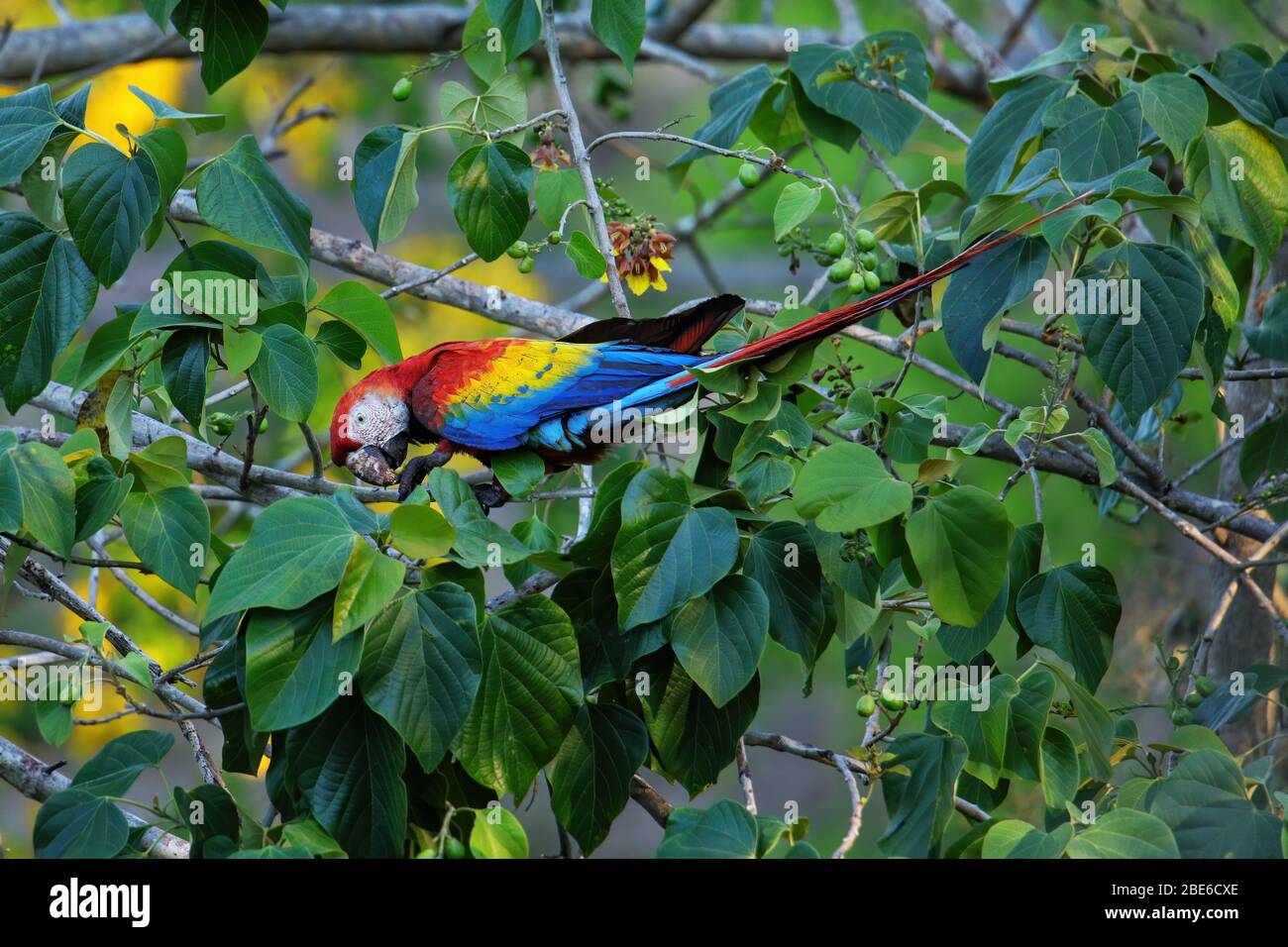 Scarlet macaw (Ara macao) eating fruit in a tree, Costa Rica Stock ...