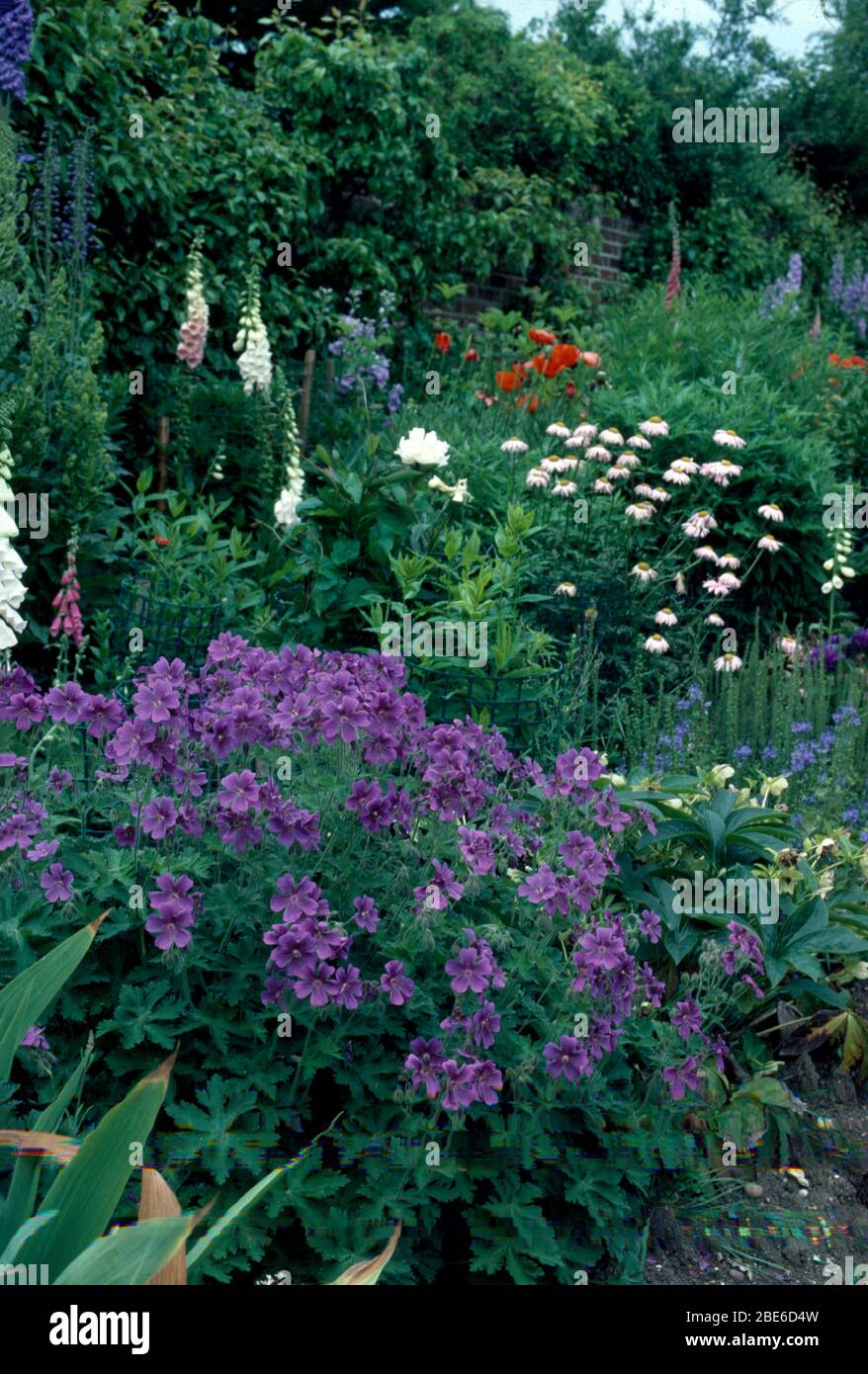 Close up of a deep blue hardy geranium at the front of a perenial ...