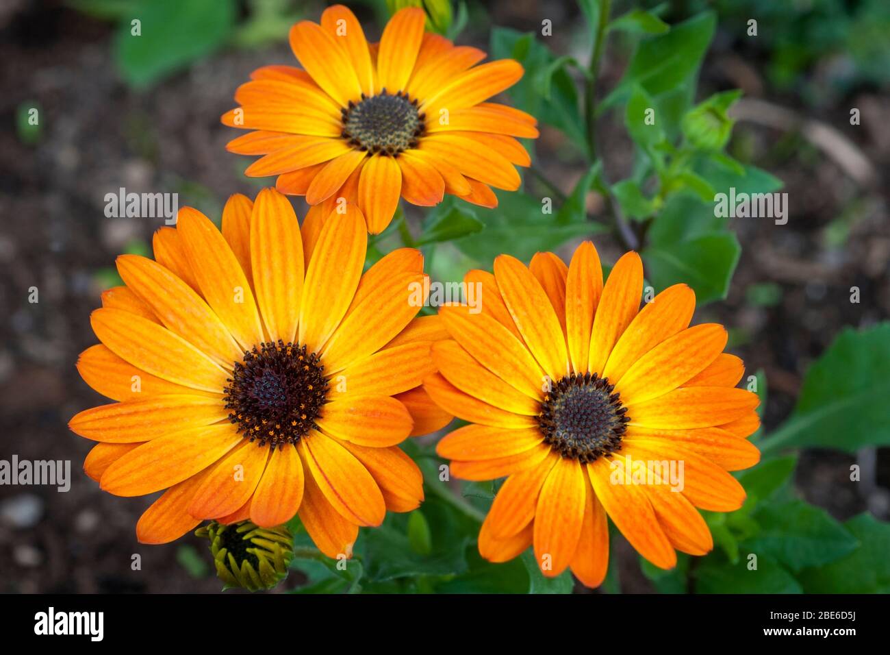 Orange flowers of African Daisy Stock Photo - Alamy