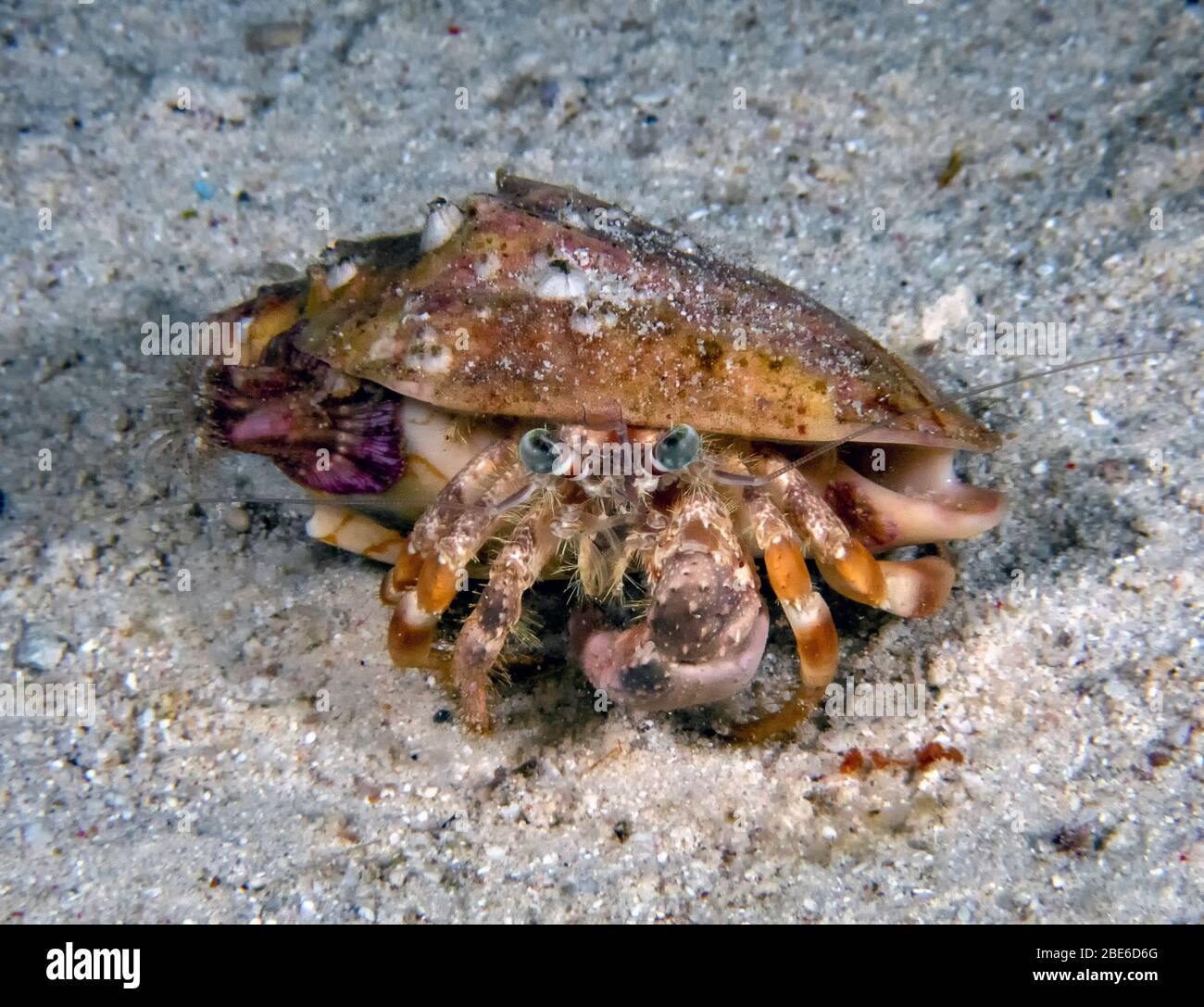 Anemone Hermit Crab (Dardanus pedunculatus Stock Photo - Alamy