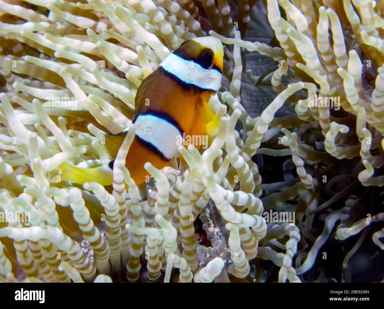 A Clark's Anemonefish (Amphiprion clarkii Stock Photo - Alamy