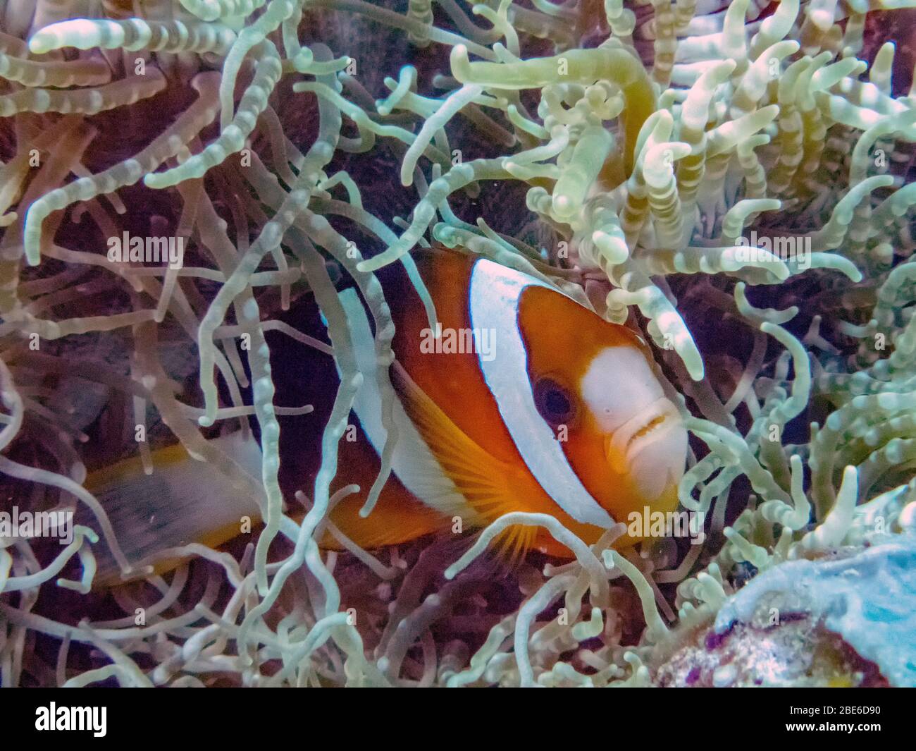 A Clark's Anemonefish (Amphiprion clarkii Stock Photo - Alamy