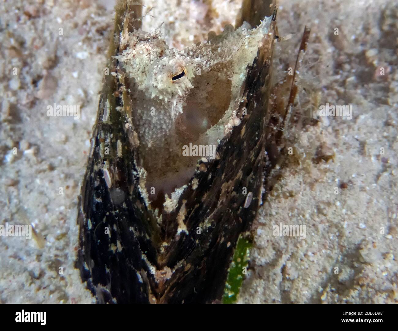 A Coconut Octopus (Amphioctopus marginatus Stock Photo - Alamy