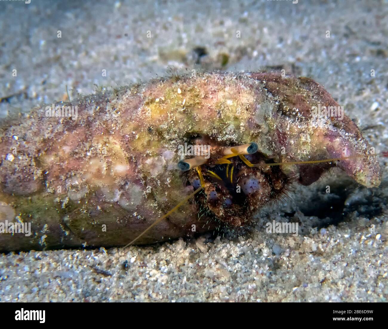 Dardanus sp hi-res stock photography and images - Alamy