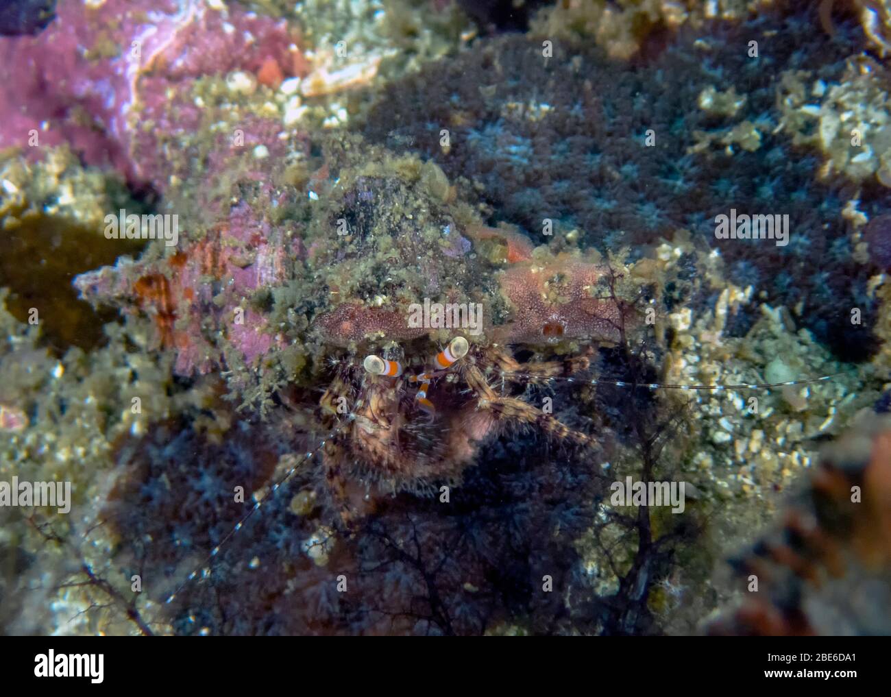 A Hermit Crab (Dardanus sp Stock Photo - Alamy