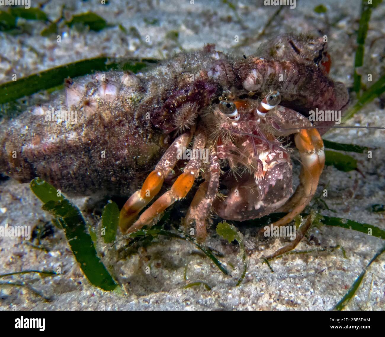 Hermit crab dardanus sp hi-res stock photography and images - Alamy