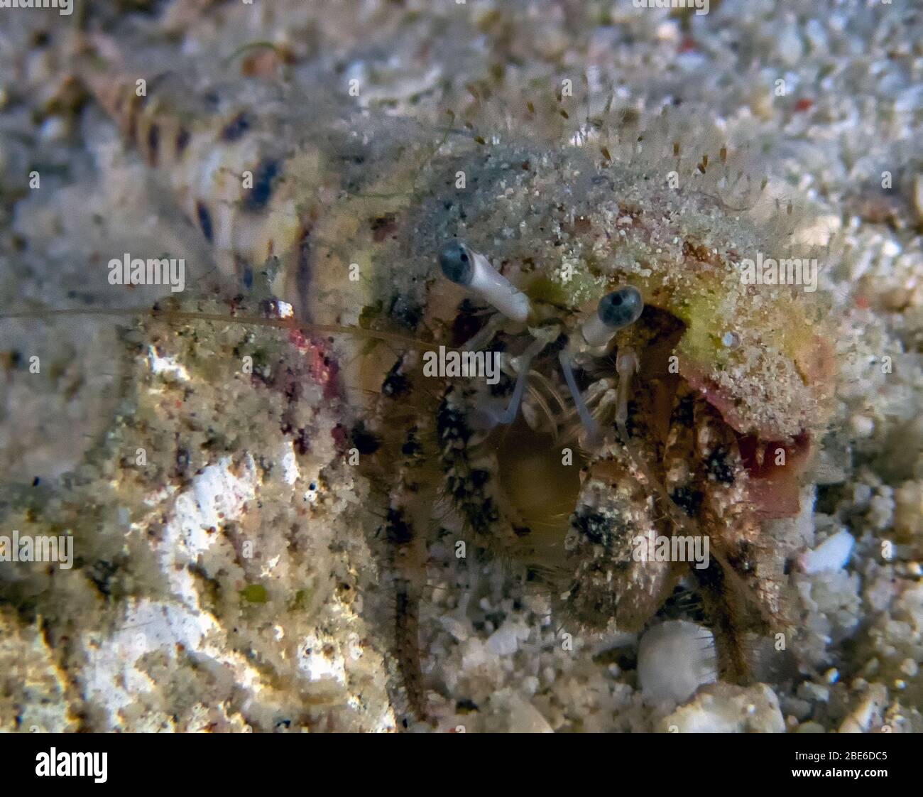 Hermit crab dardanus sp hi-res stock photography and images - Alamy