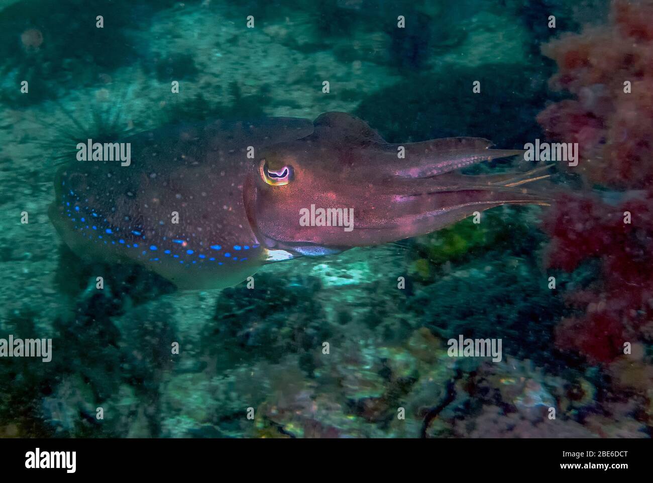 A Pharaoh Cuttlefish (Sepia pharaonis Stock Photo - Alamy