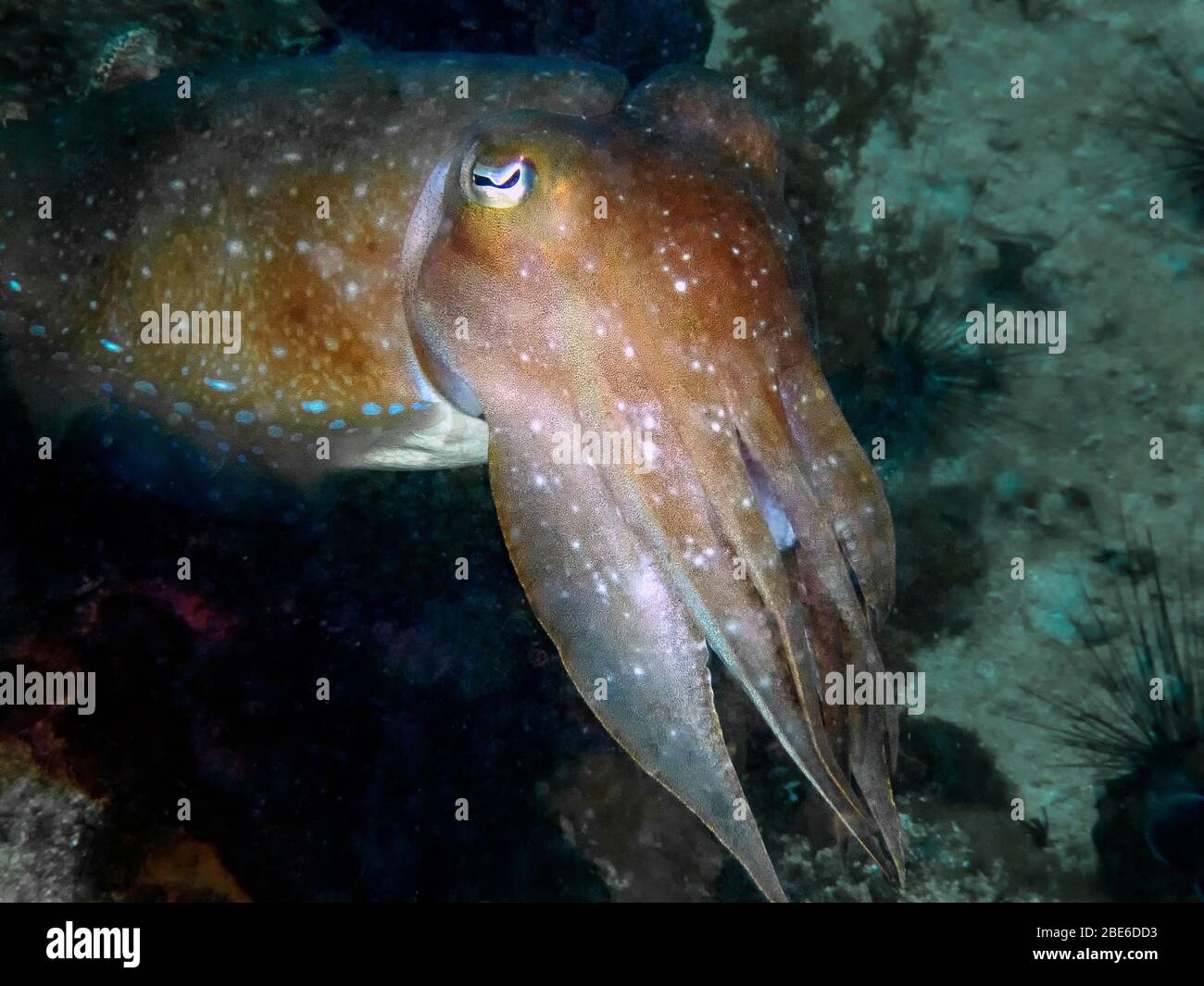 A Pharaoh Cuttlefish (Sepia pharaonis Stock Photo - Alamy
