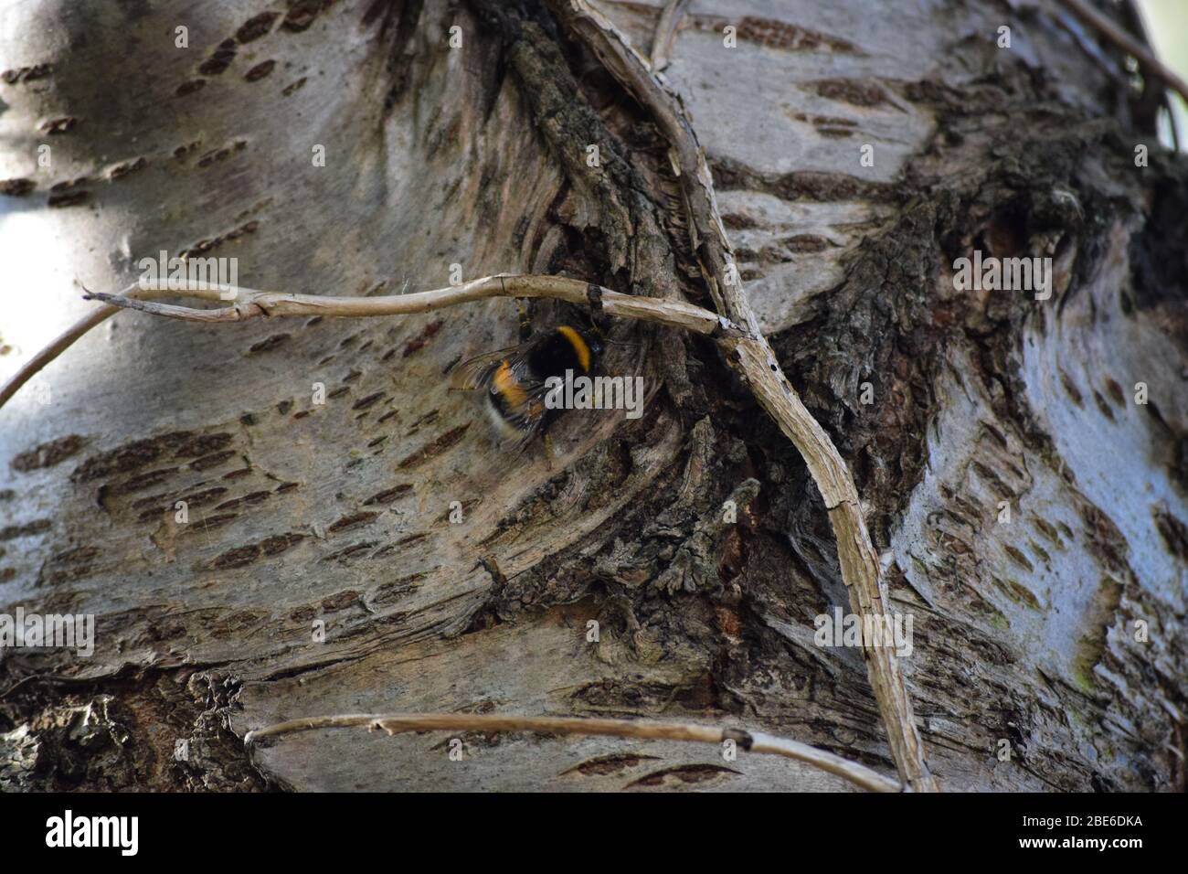 Common bumblebee species hi-res stock photography and images - Alamy