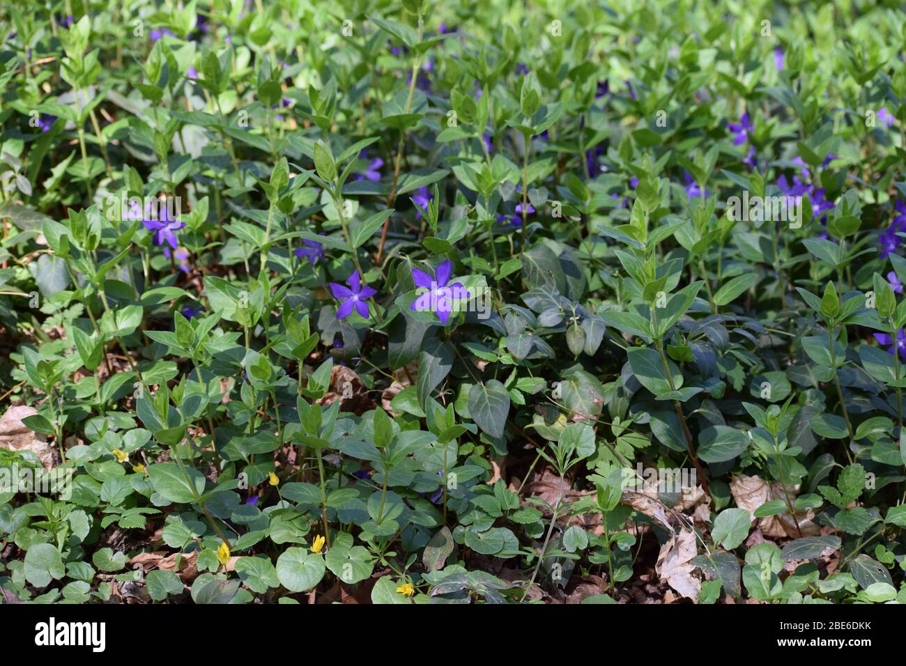 Periwinkle wildflowers hi-res stock photography and images - Alamy