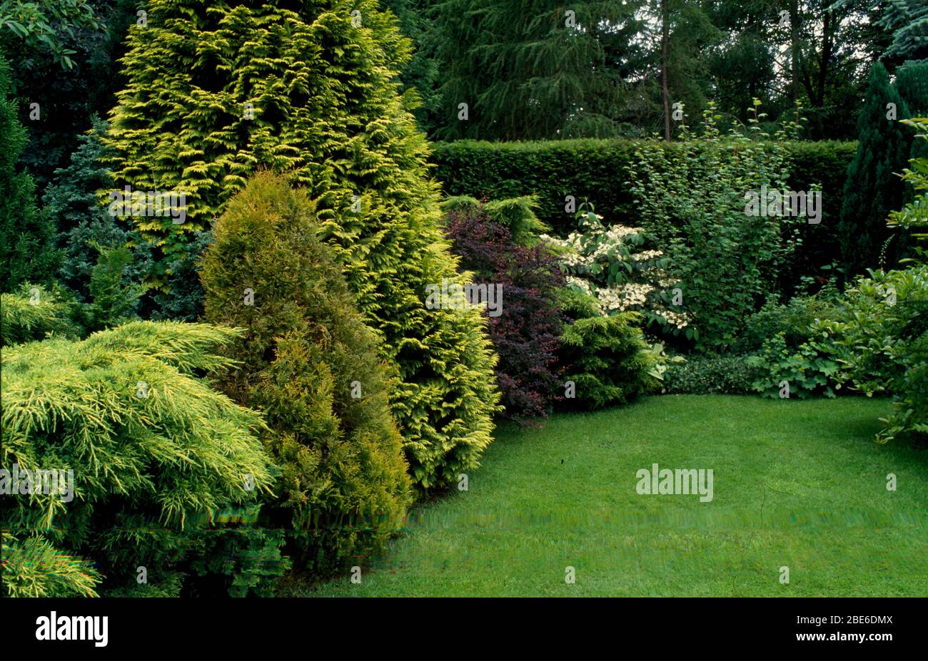 Variegated Conifer High Resolution Stock Photography and Images - Alamy