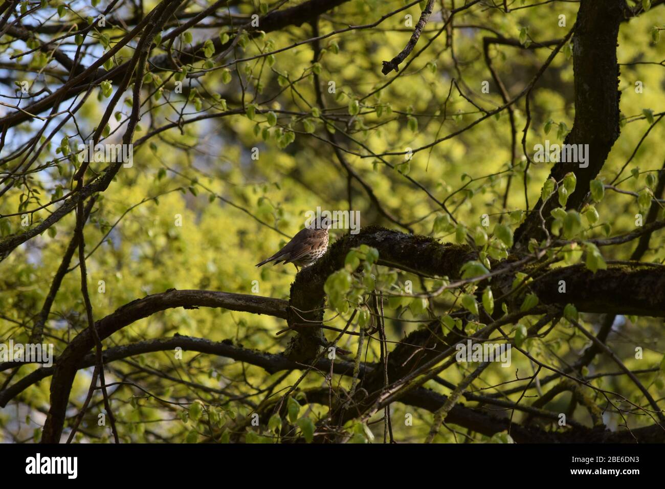 beautiful Song thrush in the Spring Stock Photo - Alamy