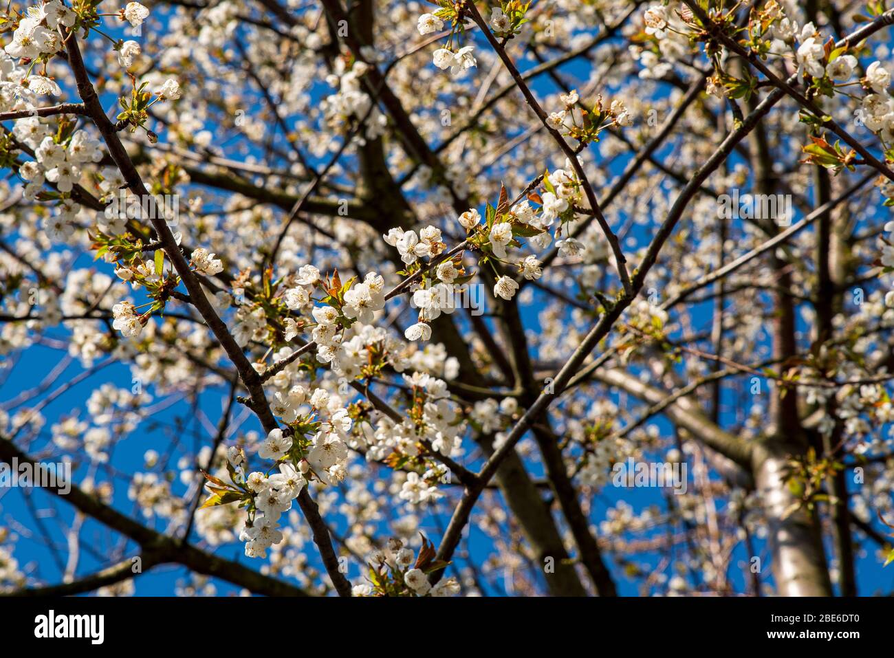 Colors of spring: Branches of a wild cherry tree, Prunus avium, with ...