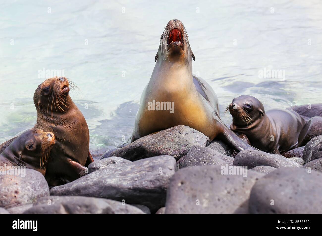 Galapagos sea lions lying on rocks at Suarez Point, Espanola Island ...