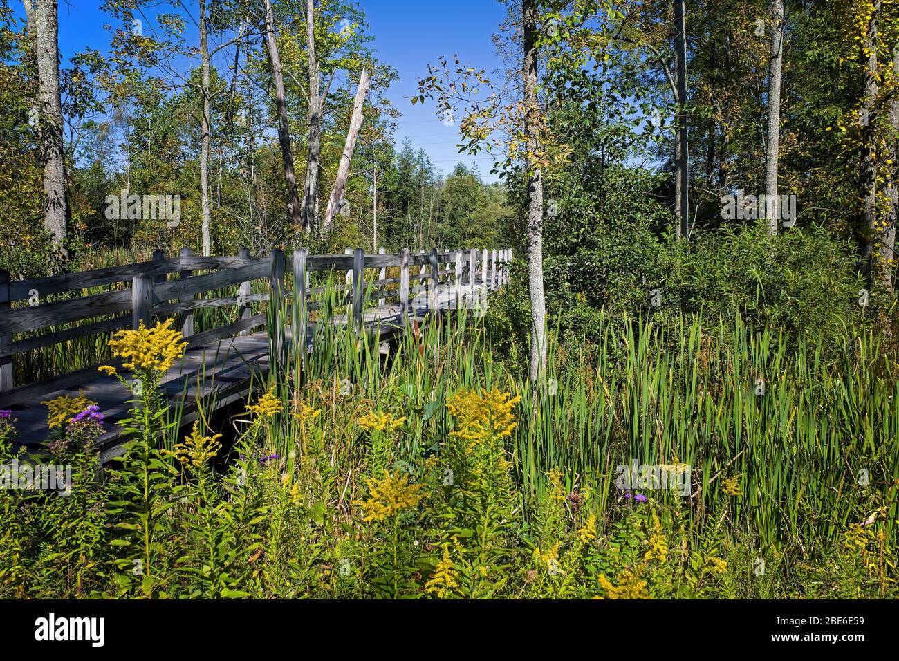 Swamp bog wetland boardwalk hi-res stock photography and images - Alamy