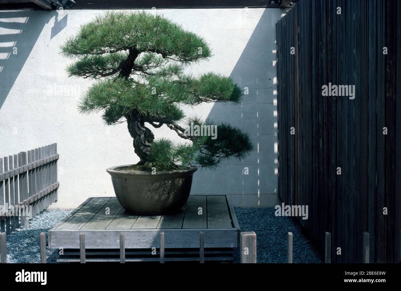 Bonsai pine tree in pot Stock Photo - Alamy