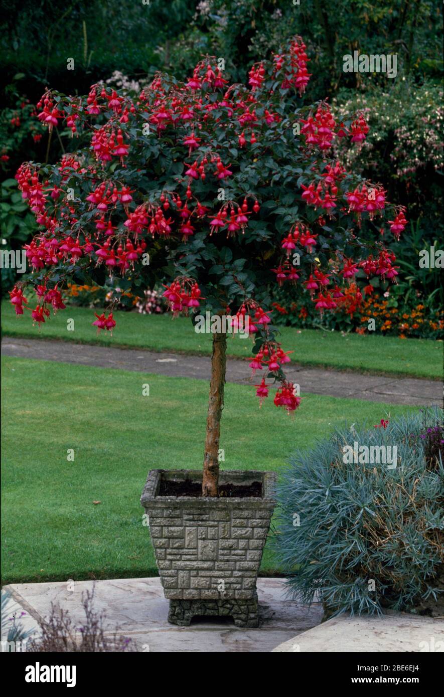 Fuchsias in pots hi-res stock photography and images - Alamy