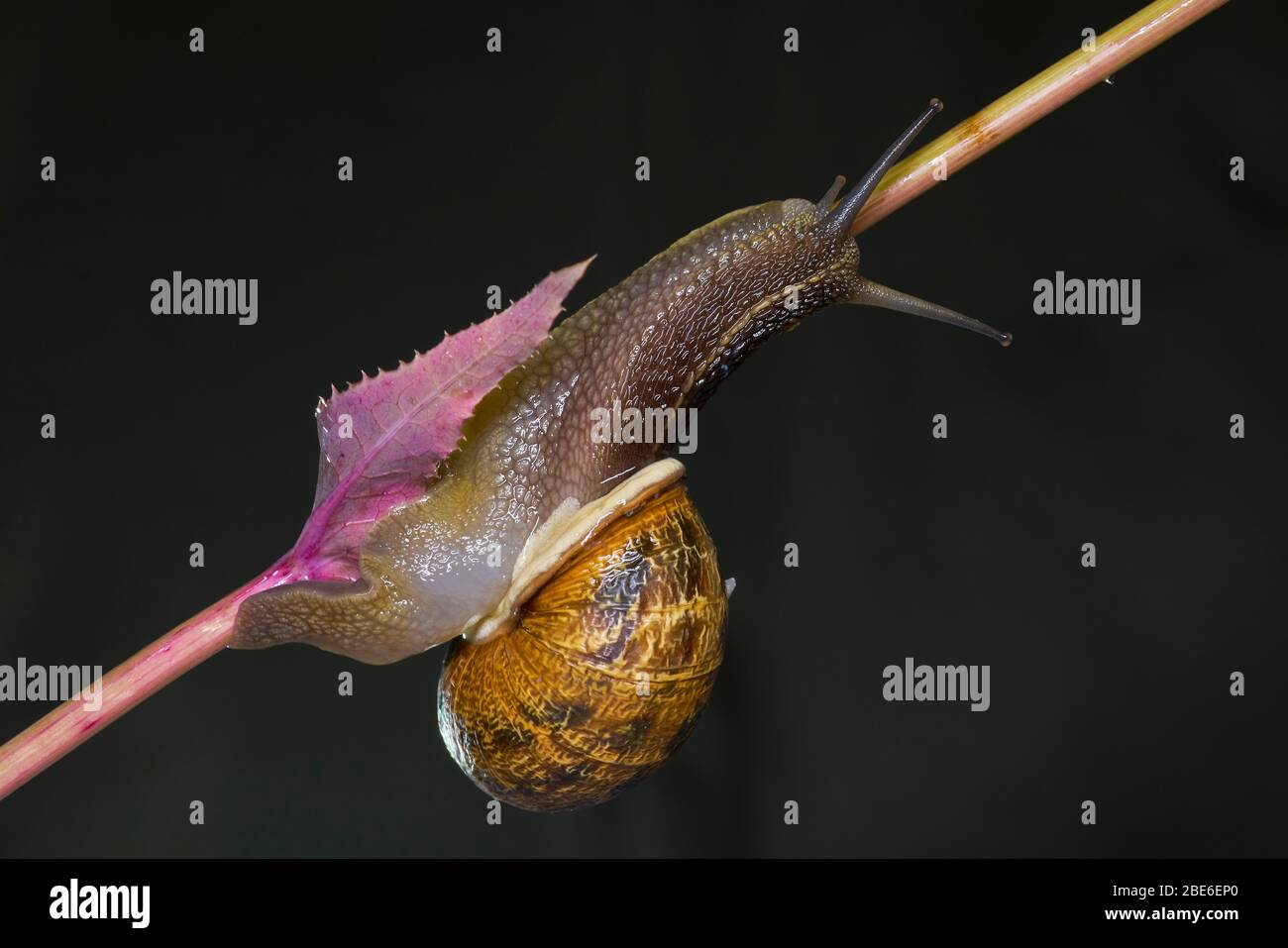 Snails on branch hi-res stock photography and images - Alamy