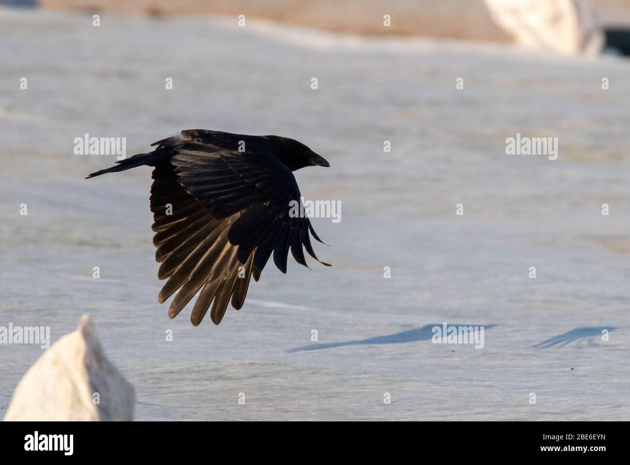 Nuremberg, Germany. 12th Apr, 2020. A raven flies over the cover film ...
