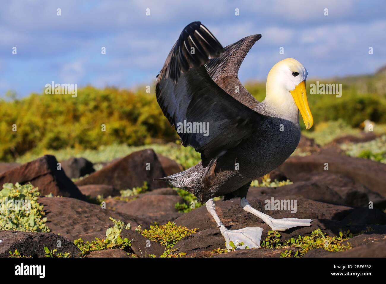 Waved albatross spreading its wings, Espanola Island, Galapagos ...
