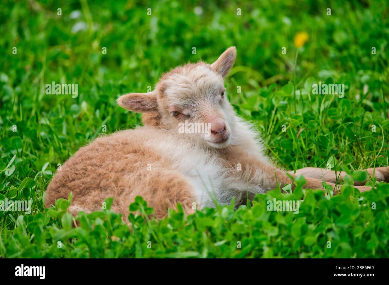 Adorable cute brown lamb hi-res stock photography and images - Alamy