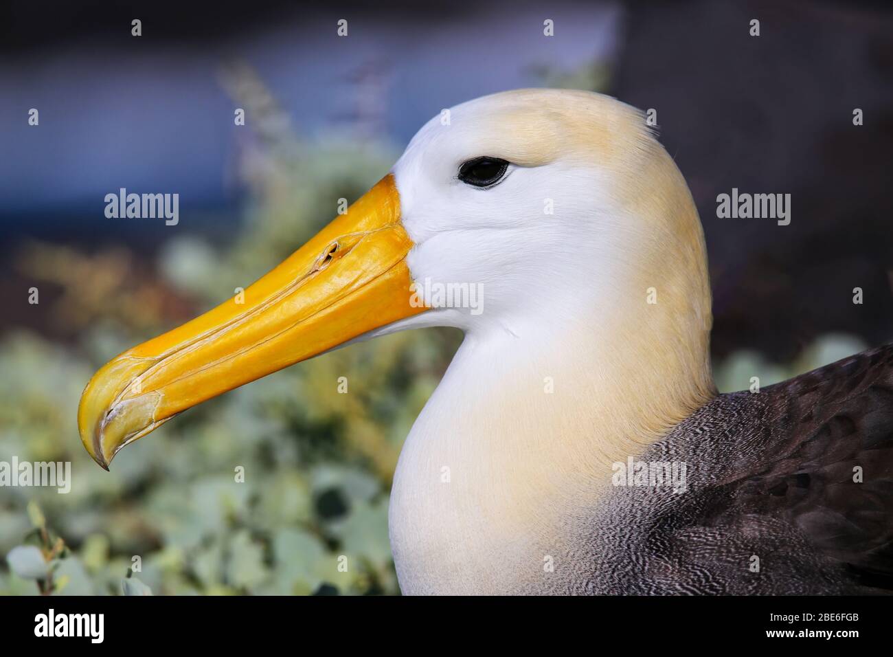 Portrait of Waved albatross (Phoebastria irrorata) on Espanola Island ...