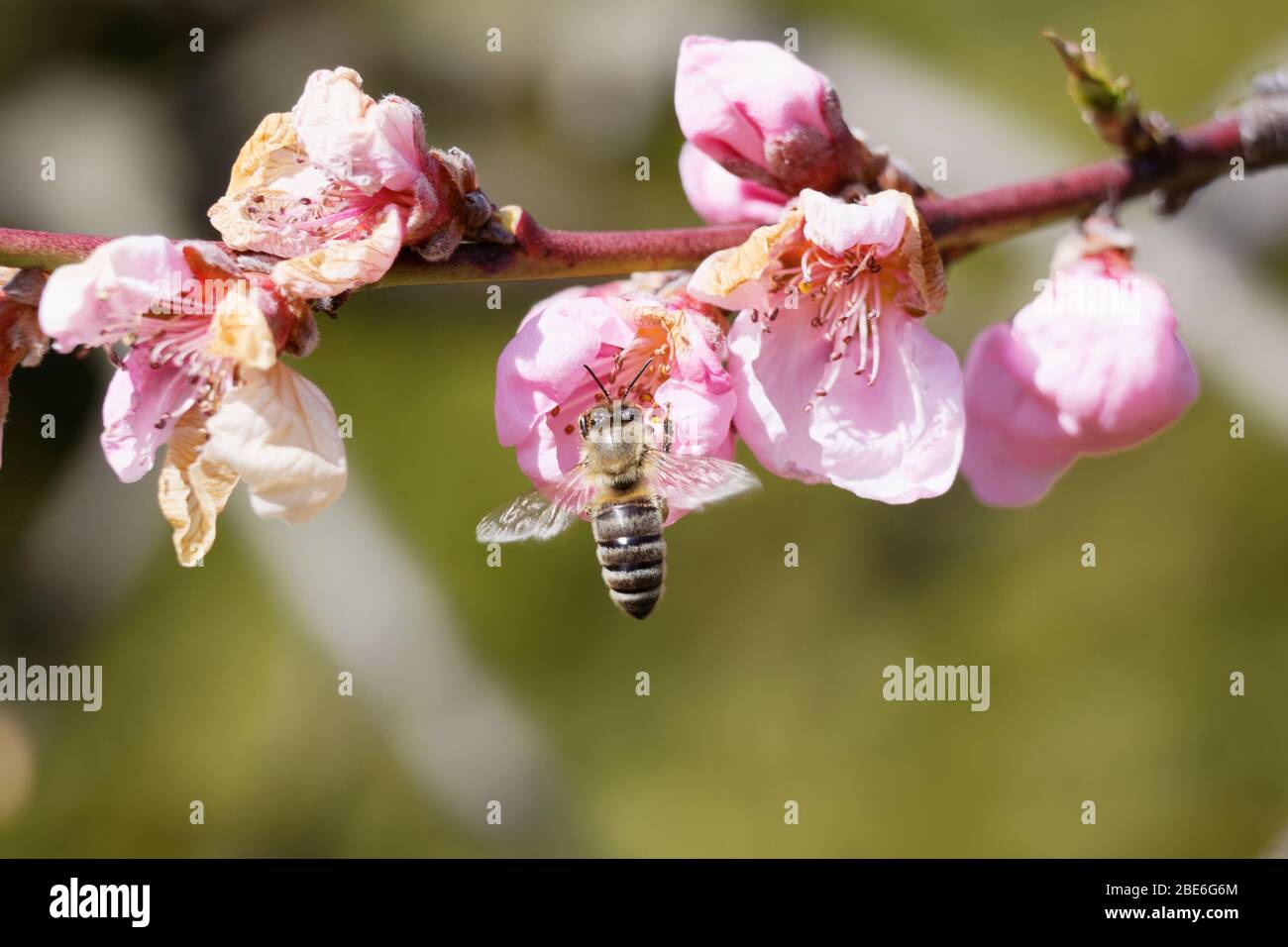The western honey bee or European honey bee (Apis mellifera) on peach ... The western honey bee or European honey bee (Apis mellifera) on peach ...