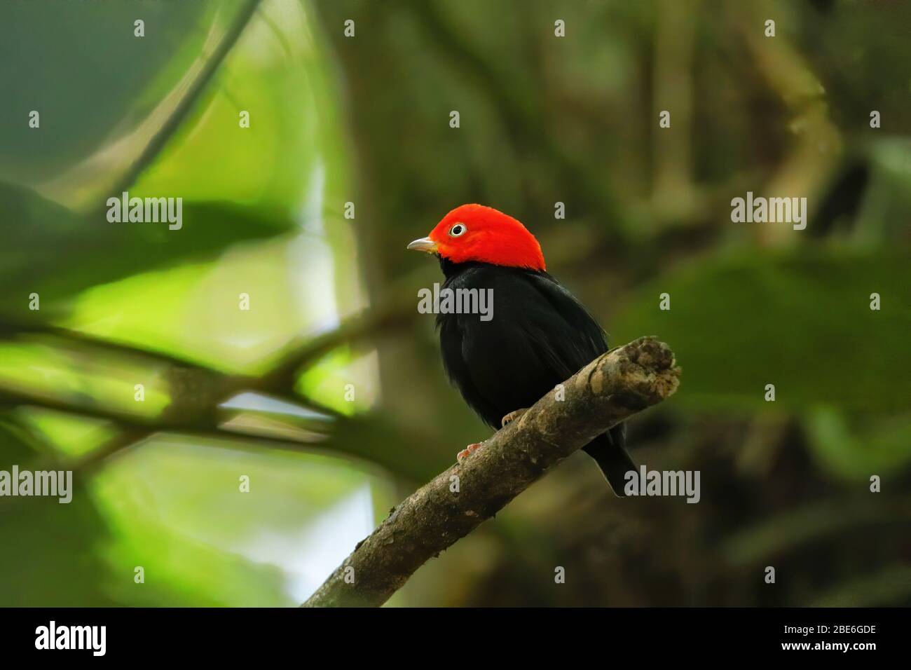 Red-capped manakin (Ceratopipra mentalis) sitting on a branch, Costa ...