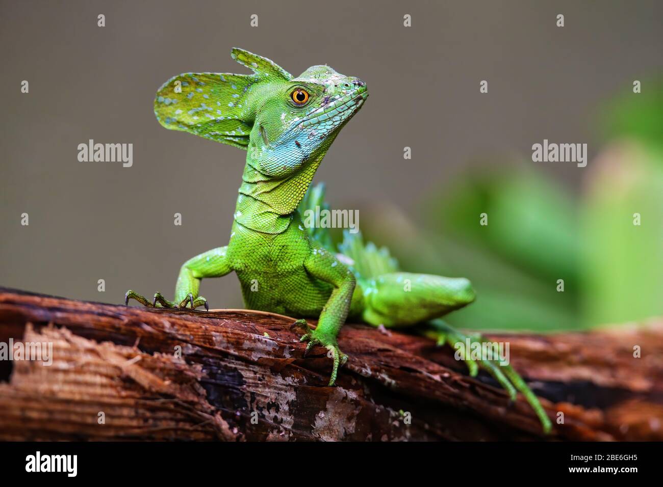 Green basilisk lizard or double crested basilisk lizard basiliscus ...