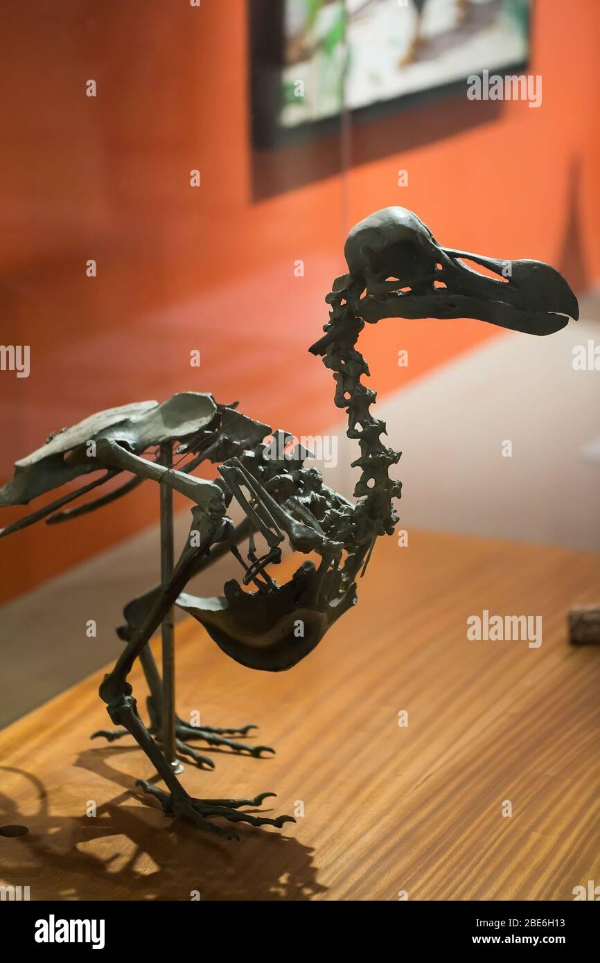 Dodo Bird Mauritius High Resolution Stock Photography and Images - Alamy