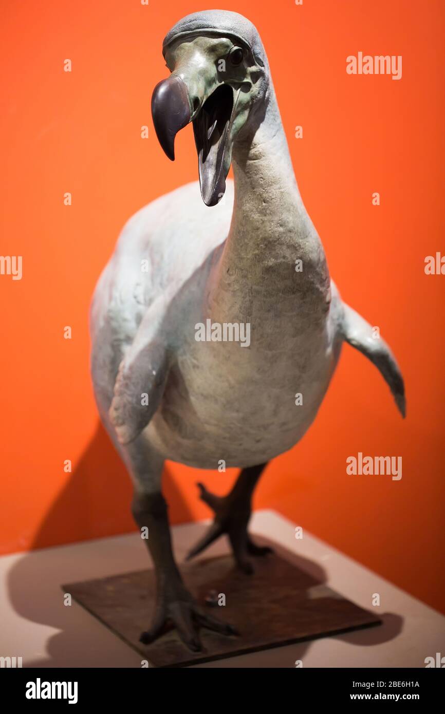 Dodo Bird Mauritius High Resolution Stock Photography and Images - Alamy
